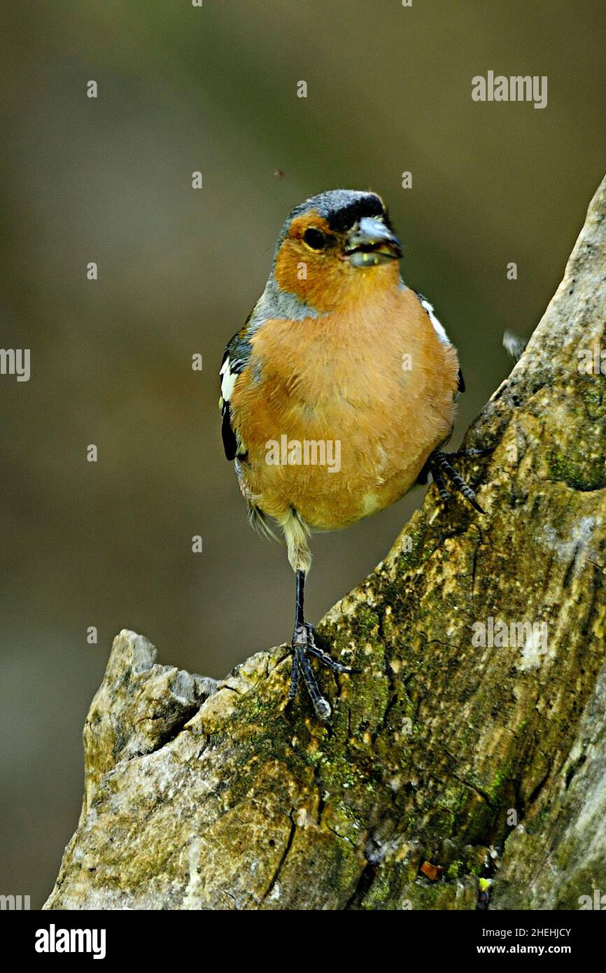 The chaffinch is one of the most common Passerines in Europe Stock ...
