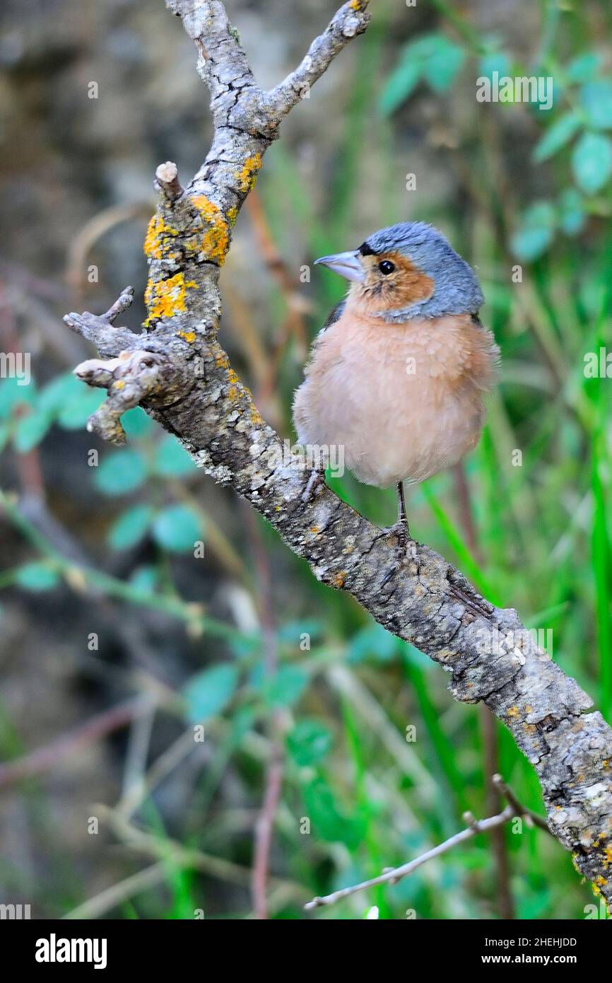 The chaffinch is one of the most common Passerines in Europe Stock ...