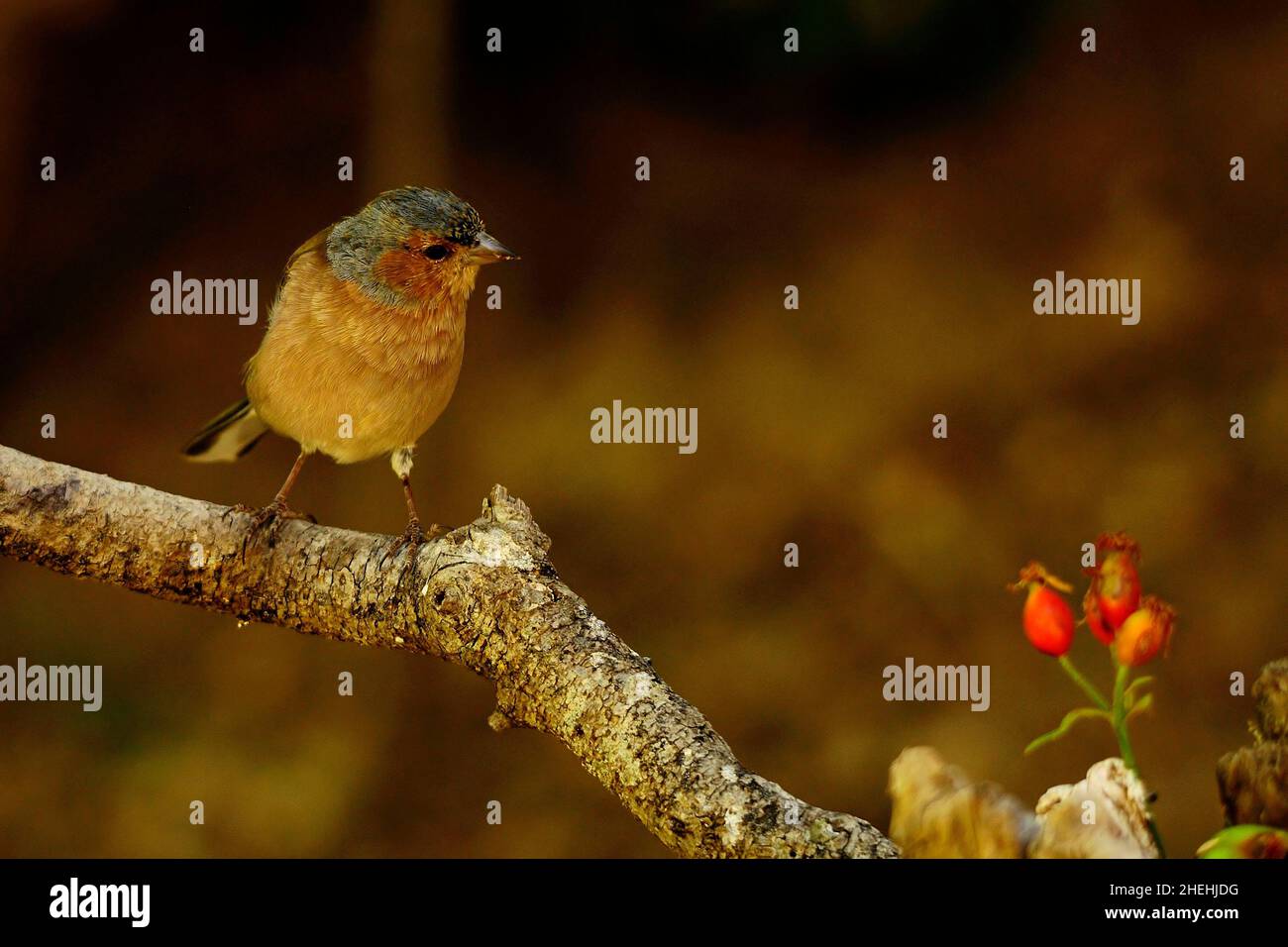 The chaffinch is one of the most common Passerines in Europe Stock ...