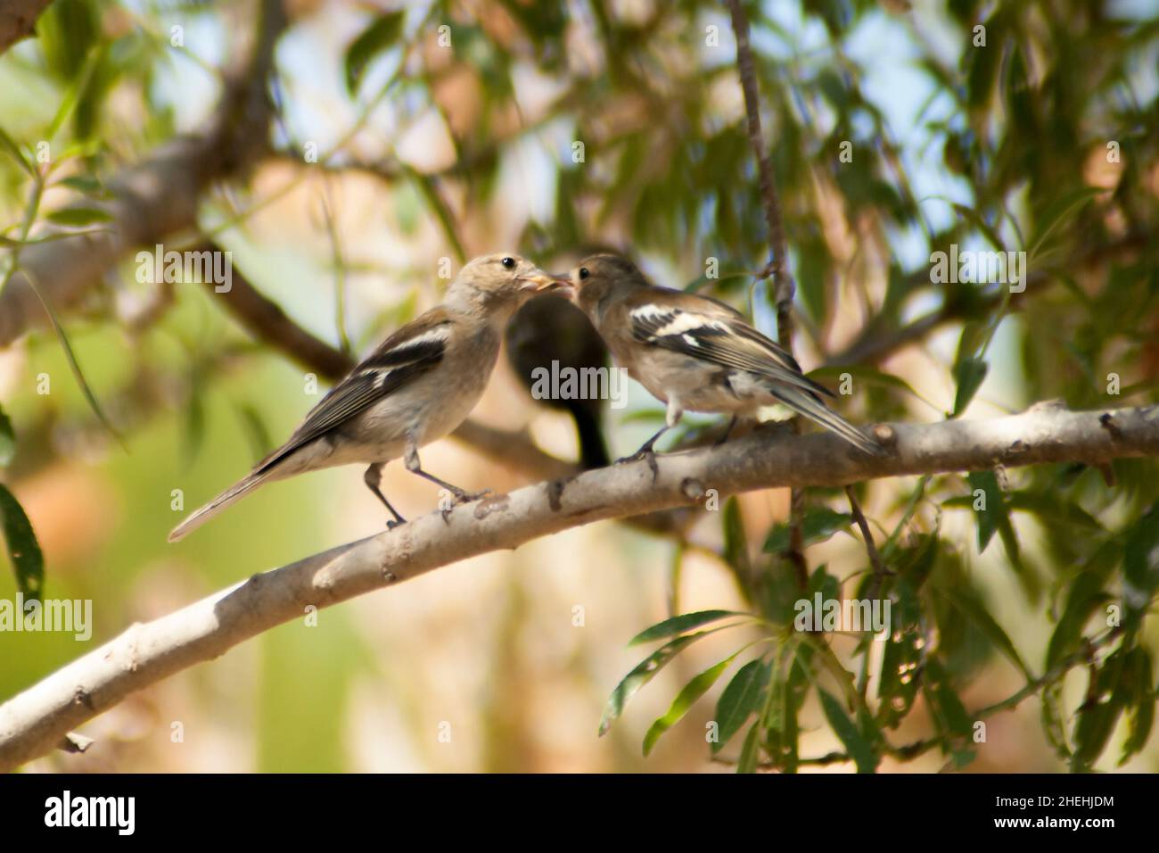 The chaffinch is one of the most common Passerines in Europe Stock ...
