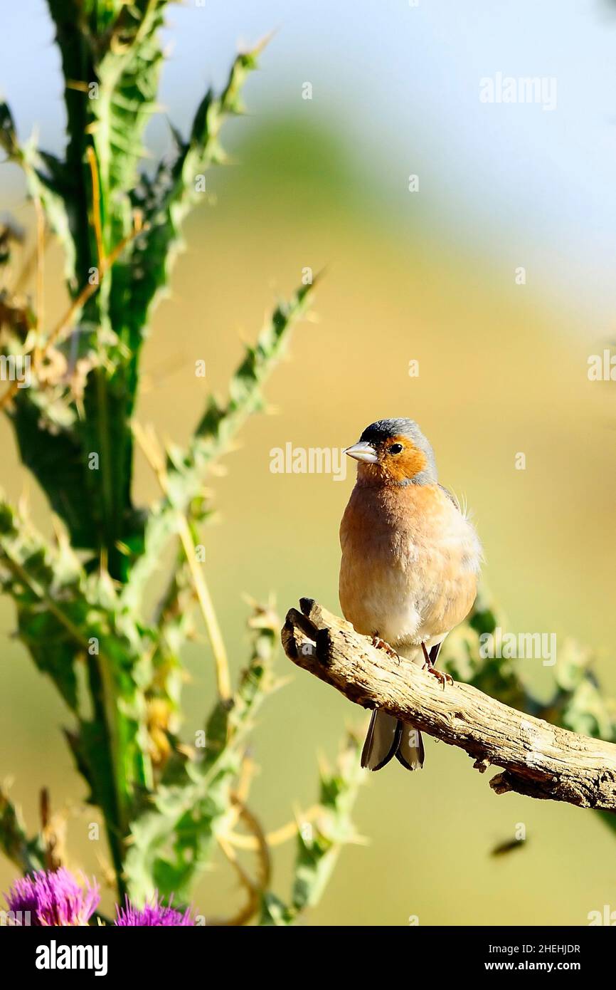 The chaffinch is one of the most common Passerines in Europe Stock ...