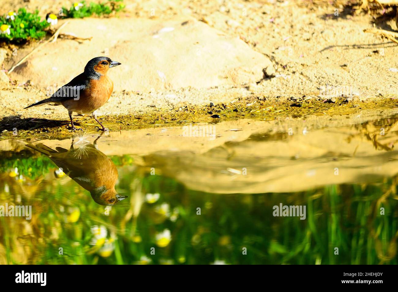 The chaffinch is one of the most common Passerines in Europe Stock ...