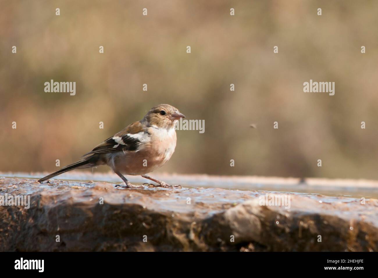 The chaffinch is one of the most common Passerines in Europe Stock ...