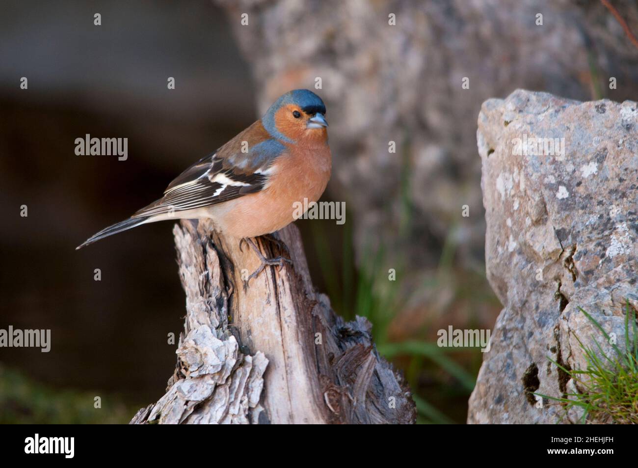 The chaffinch is one of the most common Passerines in Europe Stock ...