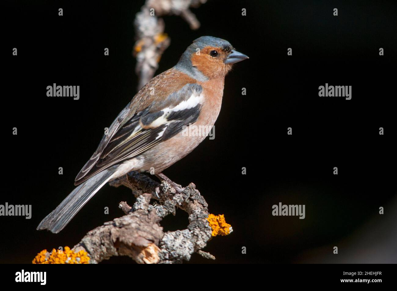 The chaffinch is one of the most common Passerines in Europe Stock ...