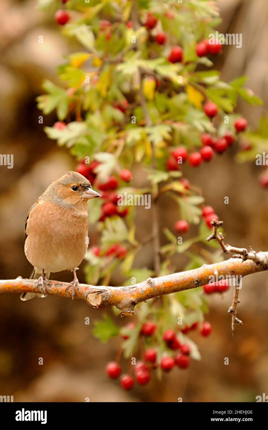 The chaffinch is one of the most common Passerines in Europe Stock ...