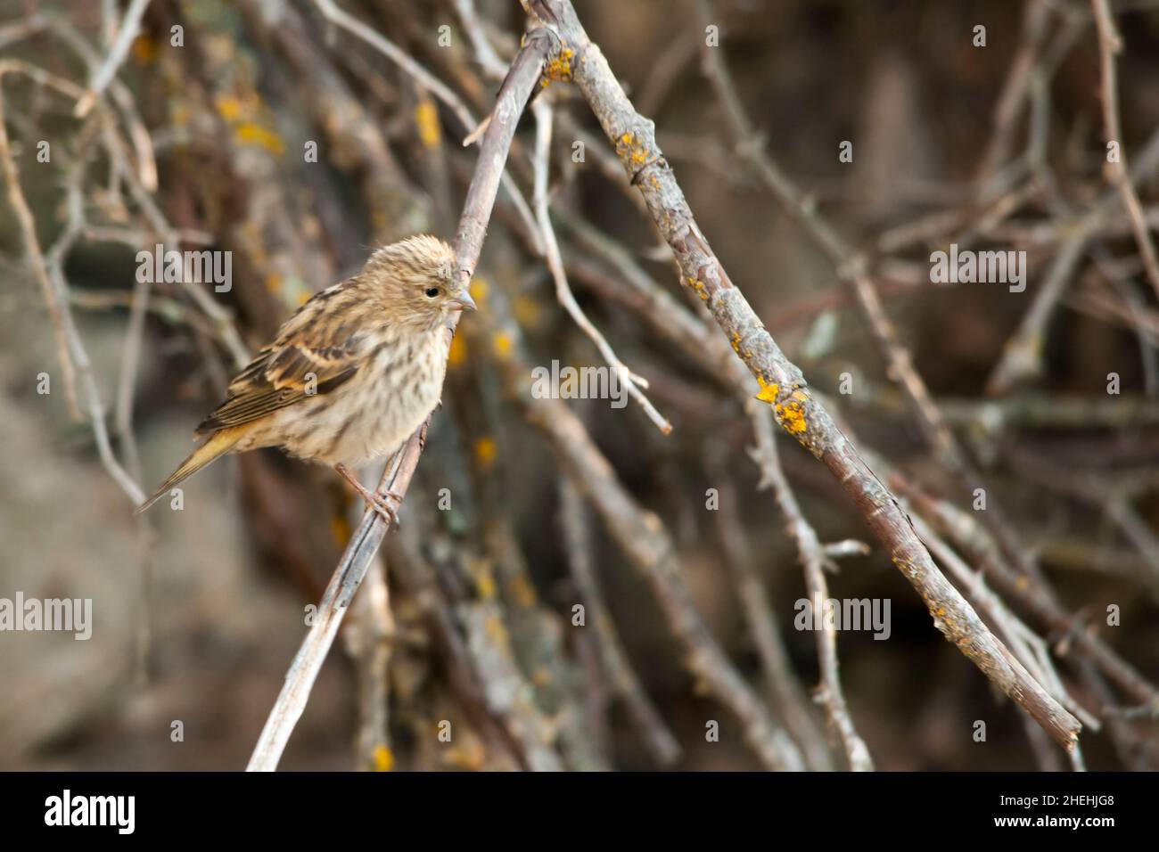 The chaffinch is one of the most common Passerines in Europe Stock ...
