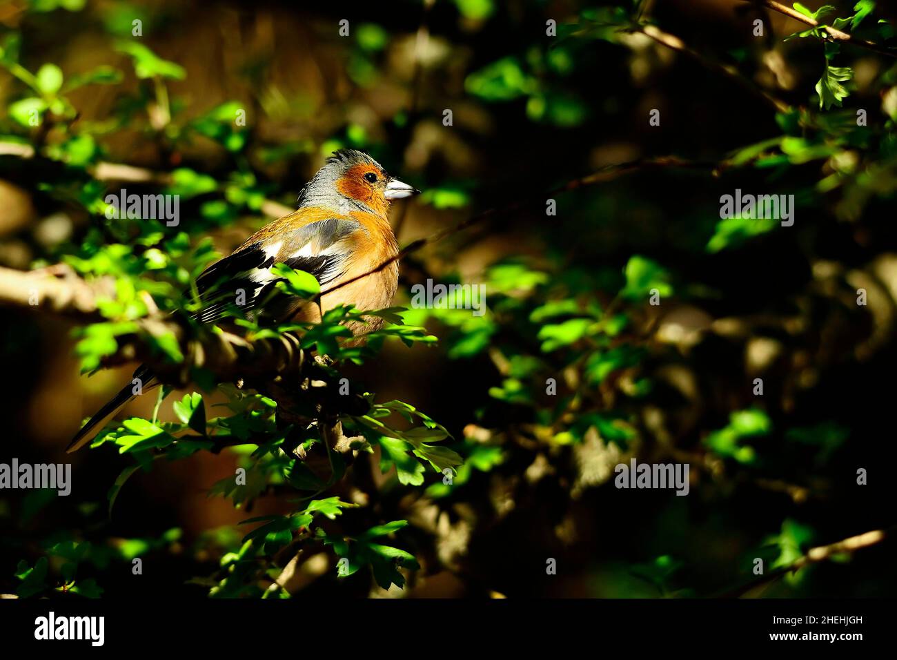 The chaffinch is one of the most common Passerines in Europe Stock ...