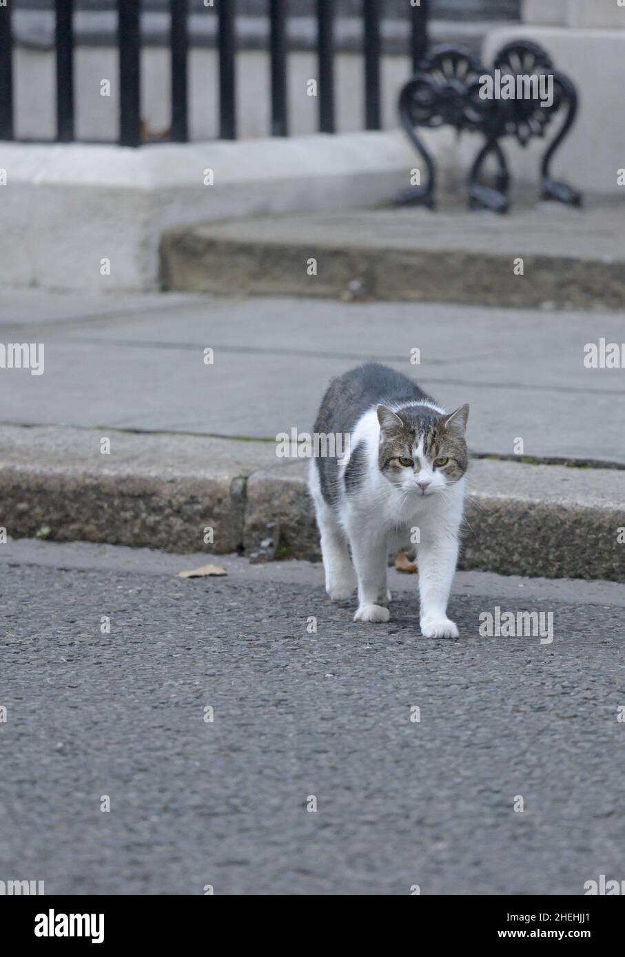 Larry the Cat - Chief Mouser to the Cabinet Office since 2011 - in ...