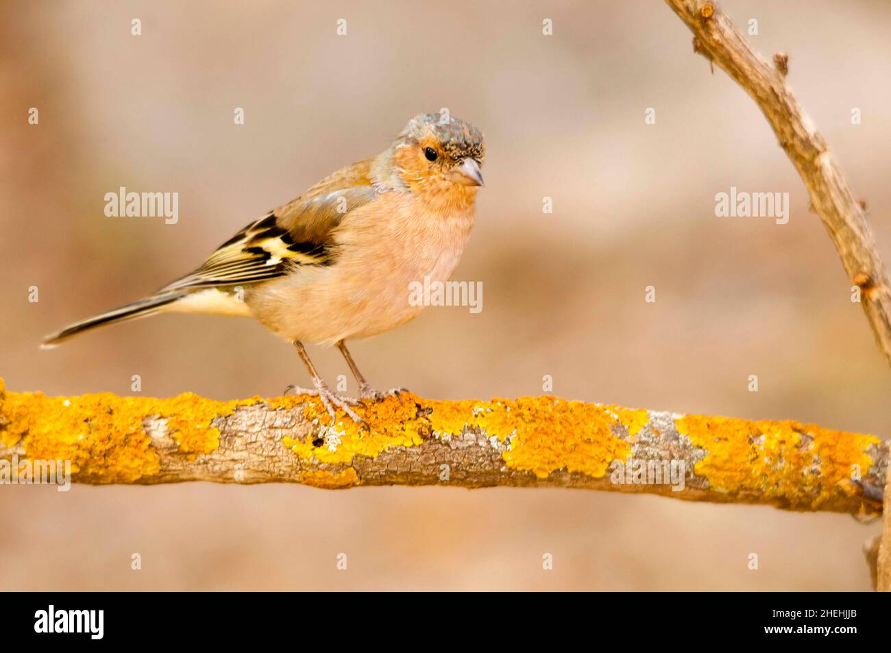 The chaffinch is one of the most common Passerines in Europe Stock ...