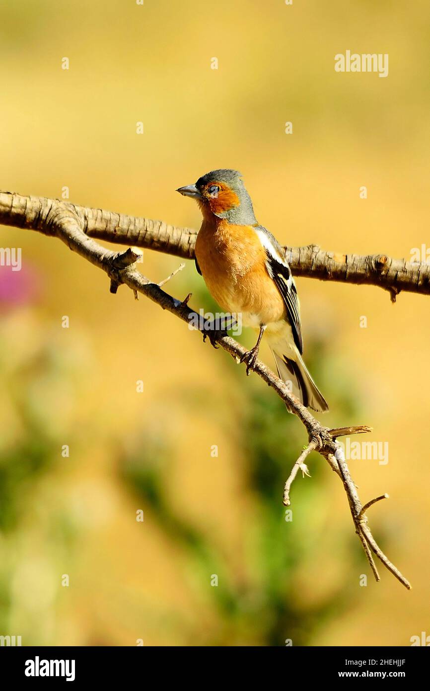 The chaffinch is one of the most common Passerines in Europe Stock ...