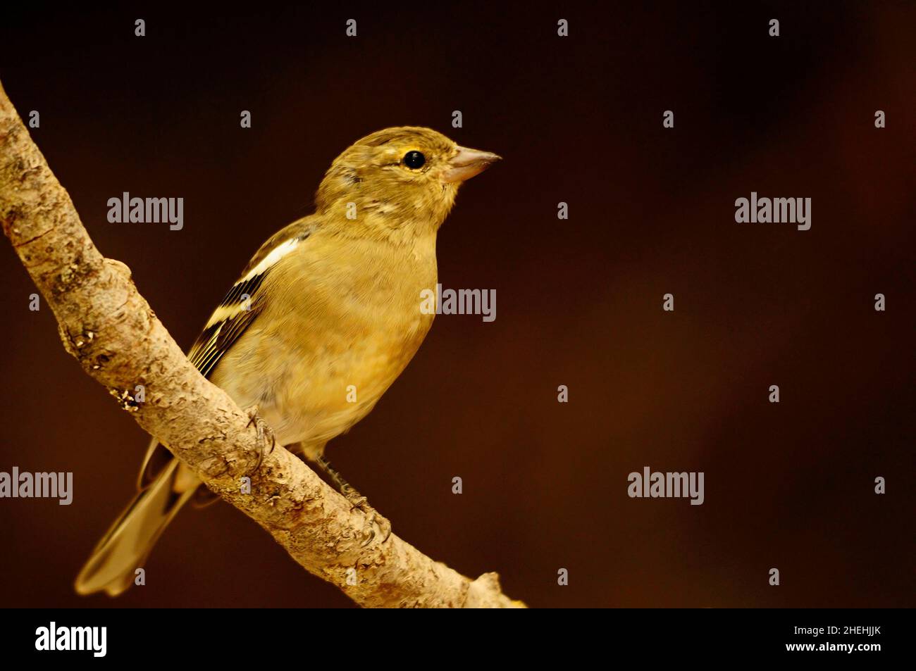 The chaffinch is one of the most common Passerines in Europe Stock ...