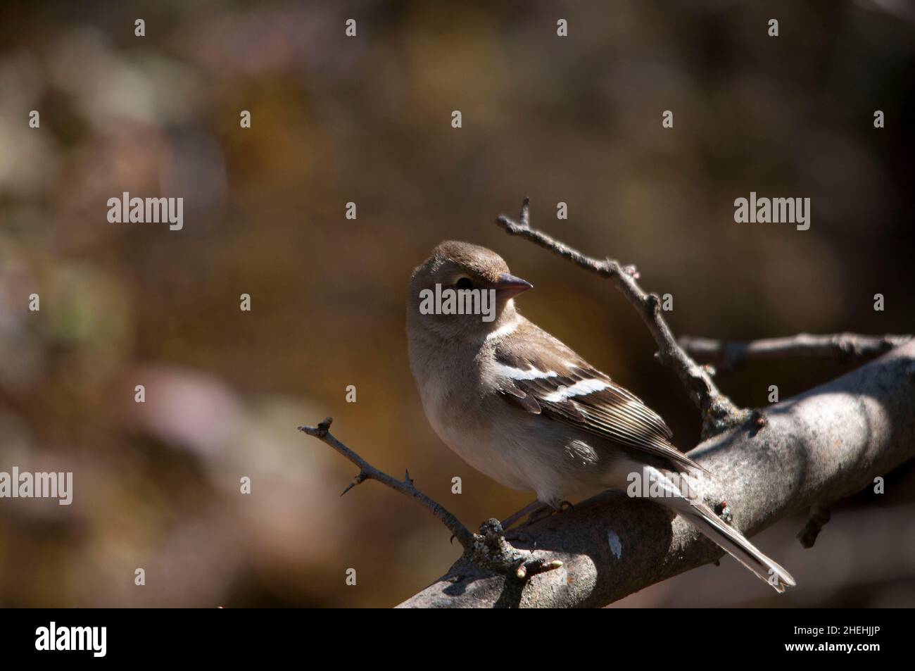 The chaffinch is one of the most common Passerines in Europe Stock ...