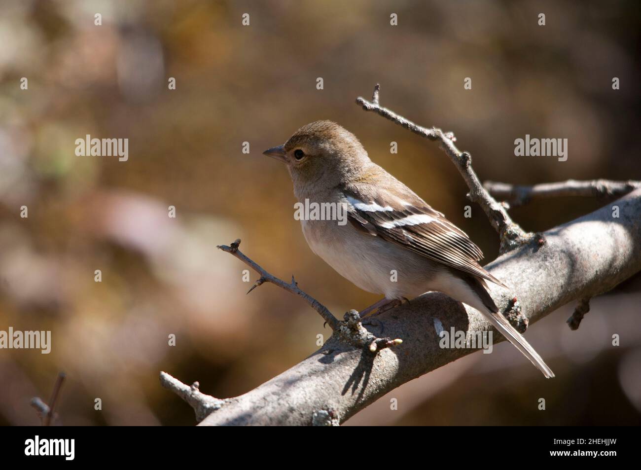 The chaffinch is one of the most common Passerines in Europe Stock ...
