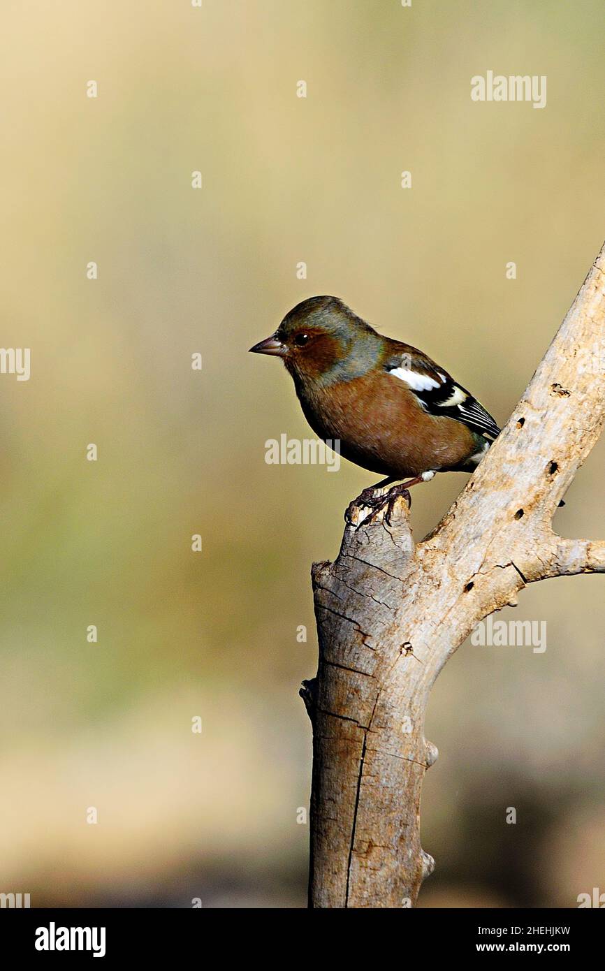 The chaffinch is one of the most common Passerines in Europe Stock ...