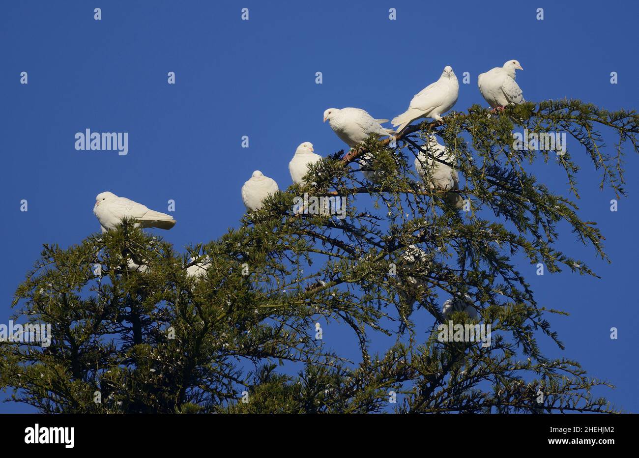 Release Doves / White Pigeons (domestic rock dove - Columba livia ...