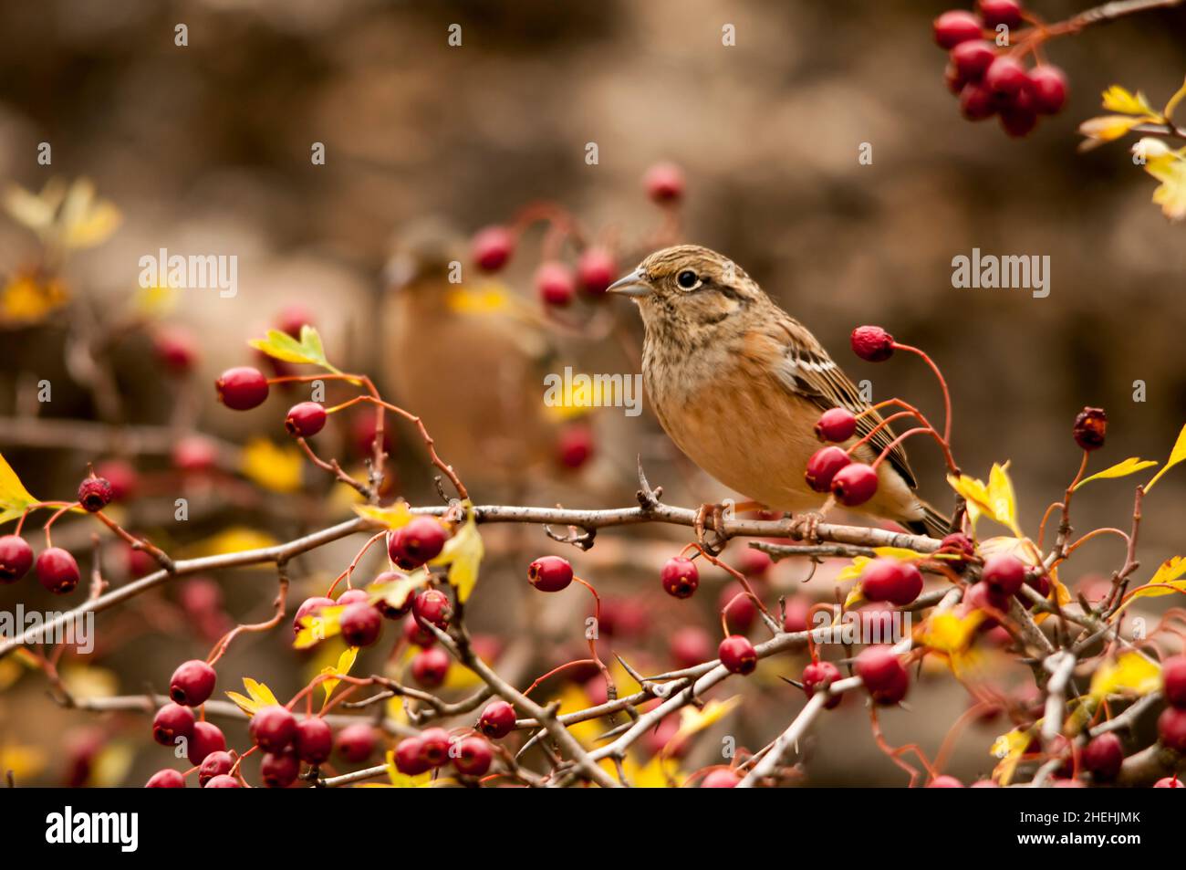 The chaffinch is one of the most common Passerines in Europe Stock ...