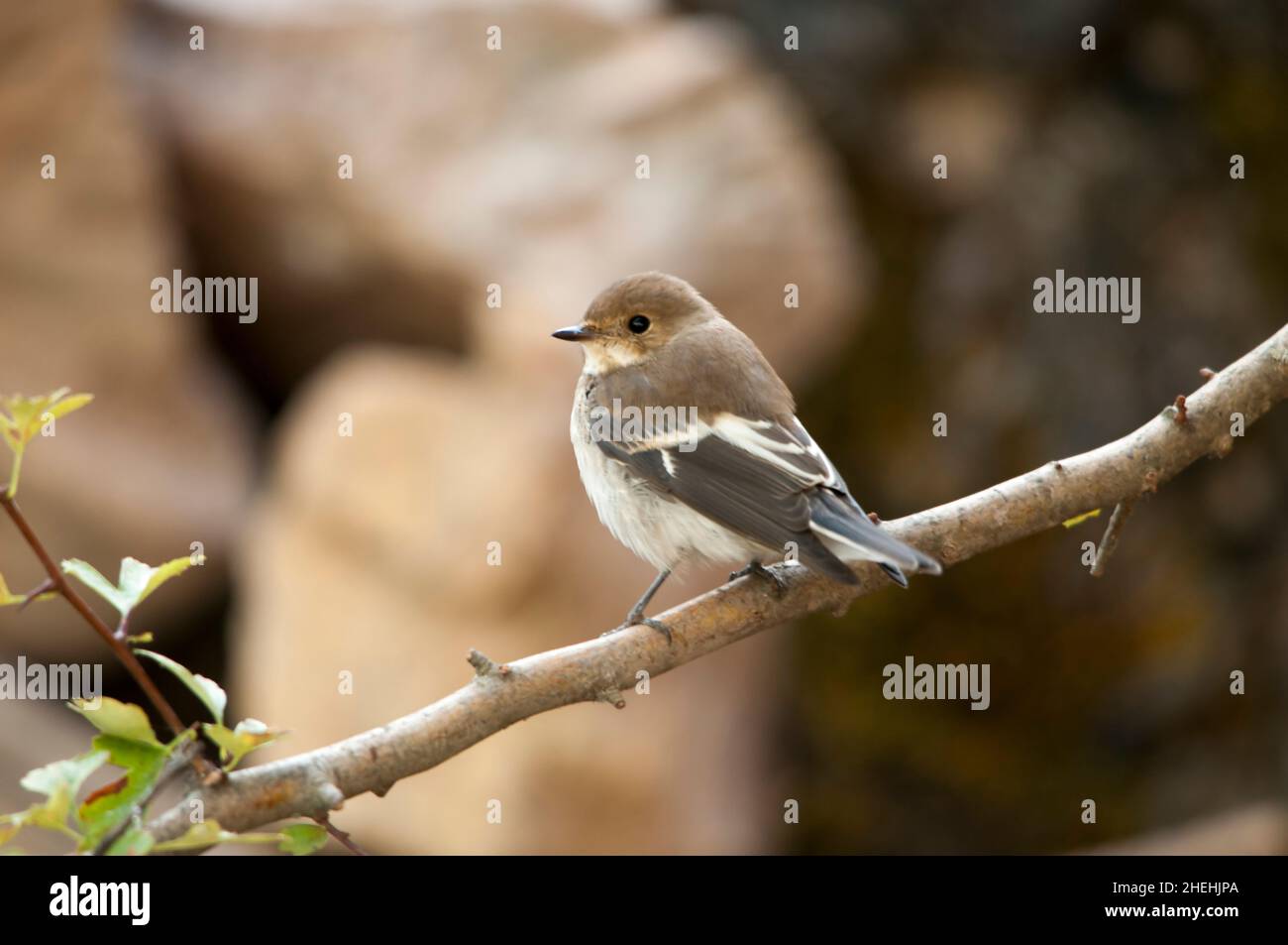 The chaffinch is one of the most common Passerines in Europe Stock ...