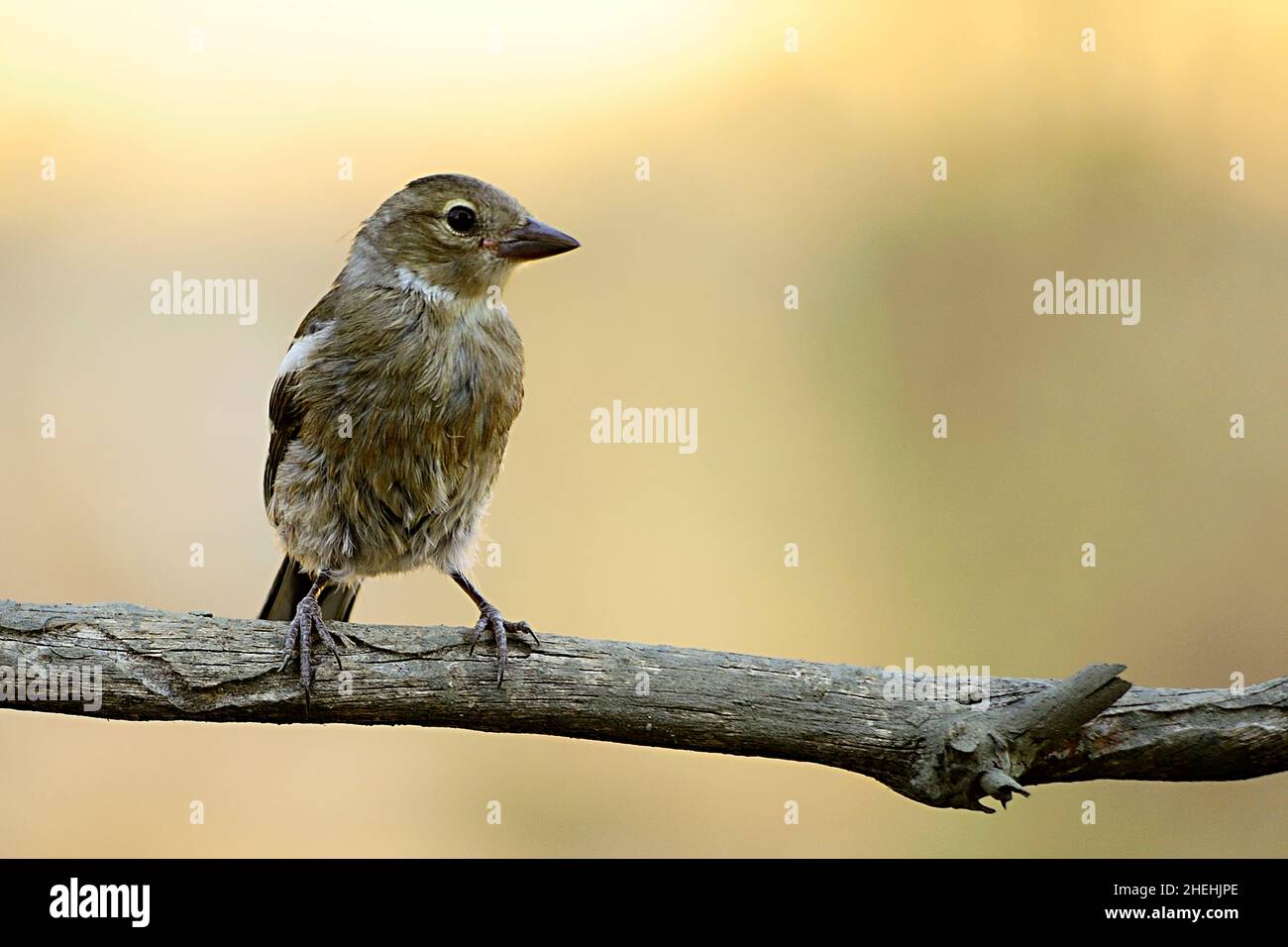 The chaffinch is one of the most common Passerines in Europe Stock ...