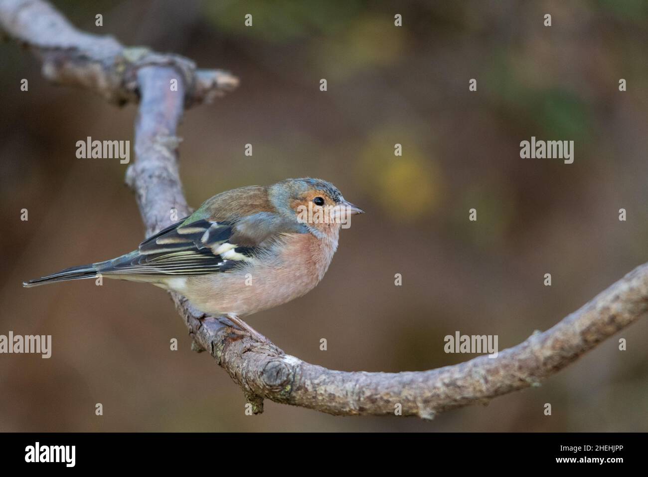 The chaffinch is one of the most common Passerines in Europe Stock ...