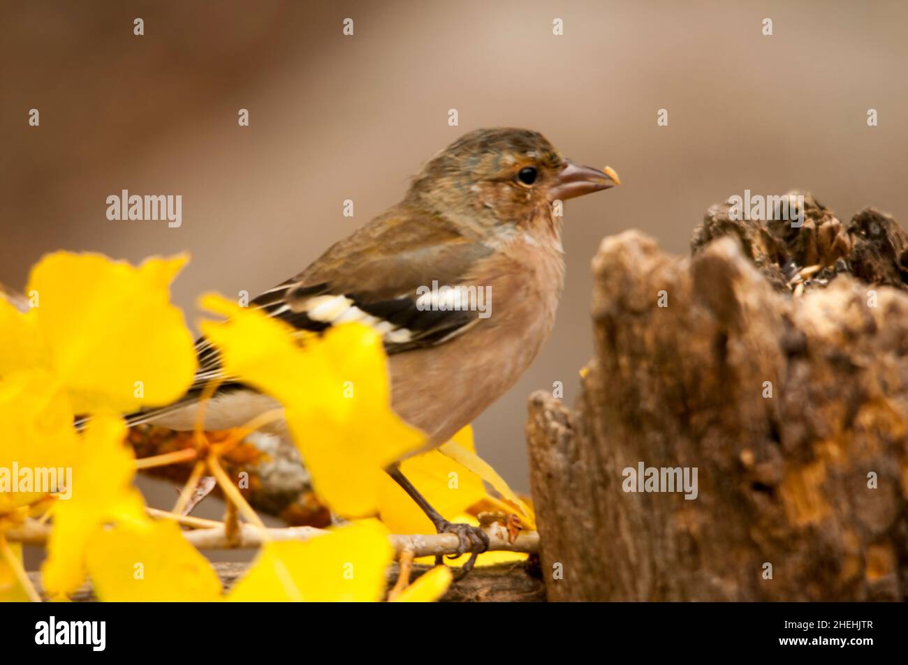 The chaffinch is one of the most common Passerines in Europe Stock ...