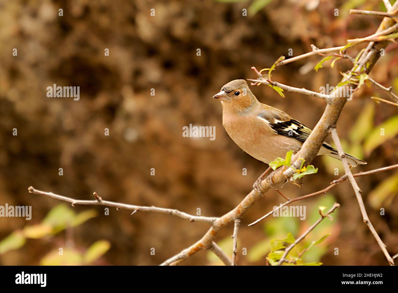 The chaffinch is one of the most common Passerines in Europe Stock ...