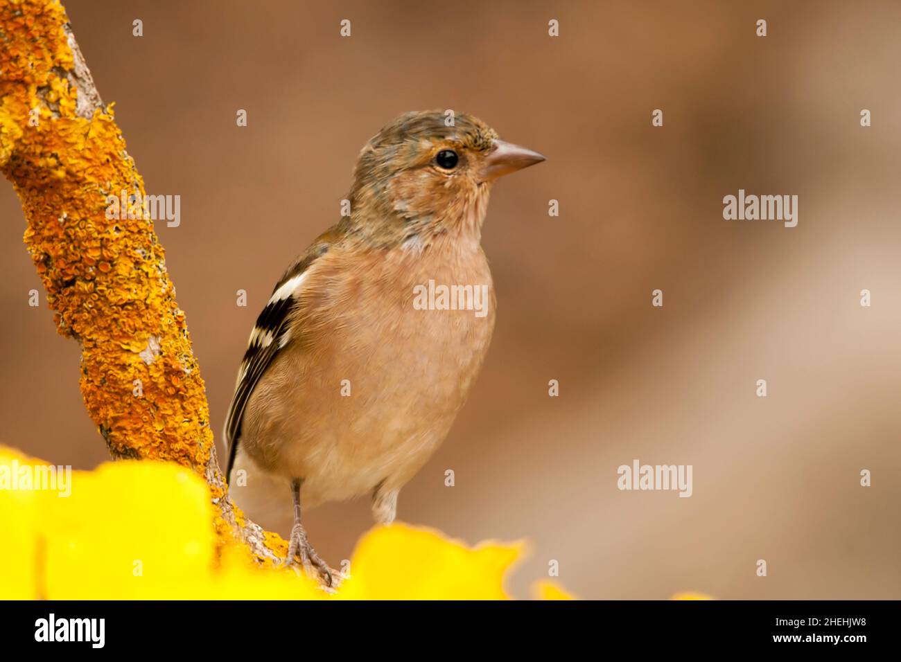 The chaffinch is one of the most common Passerines in Europe Stock ...