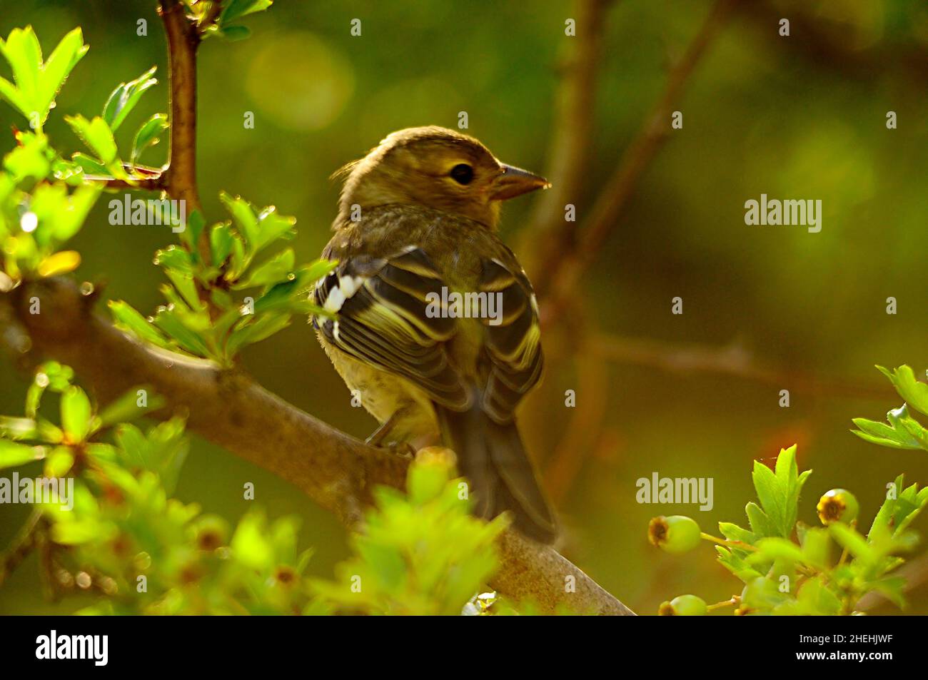 The chaffinch is one of the most common Passerines in Europe Stock ...