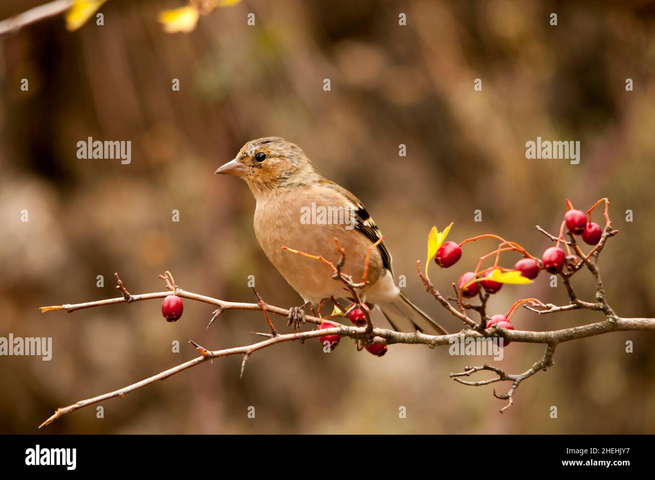 The chaffinch is one of the most common Passerines in Europe Stock ...