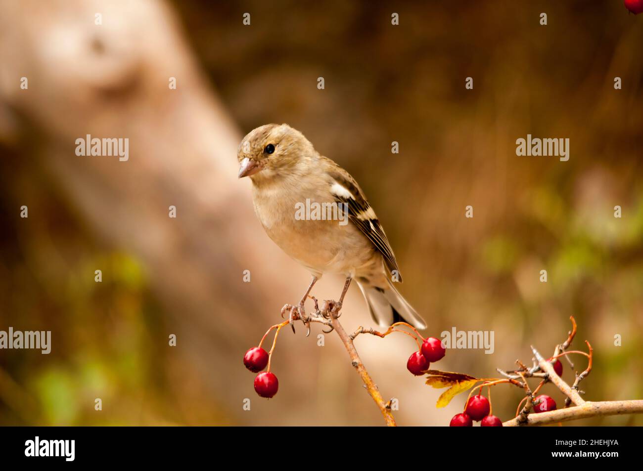 The chaffinch is one of the most common Passerines in Europe Stock ...