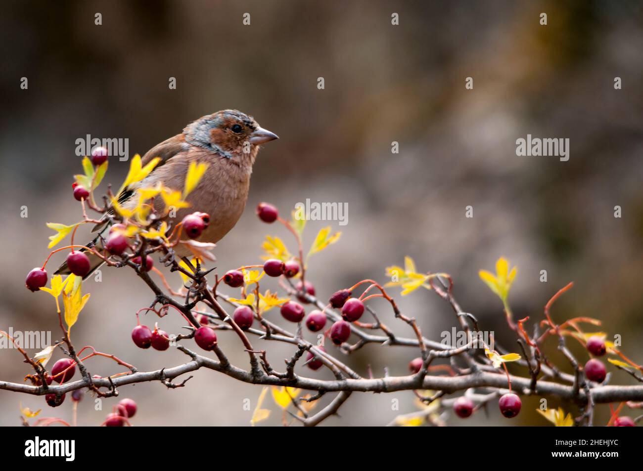 The chaffinch is one of the most common Passerines in Europe Stock ...