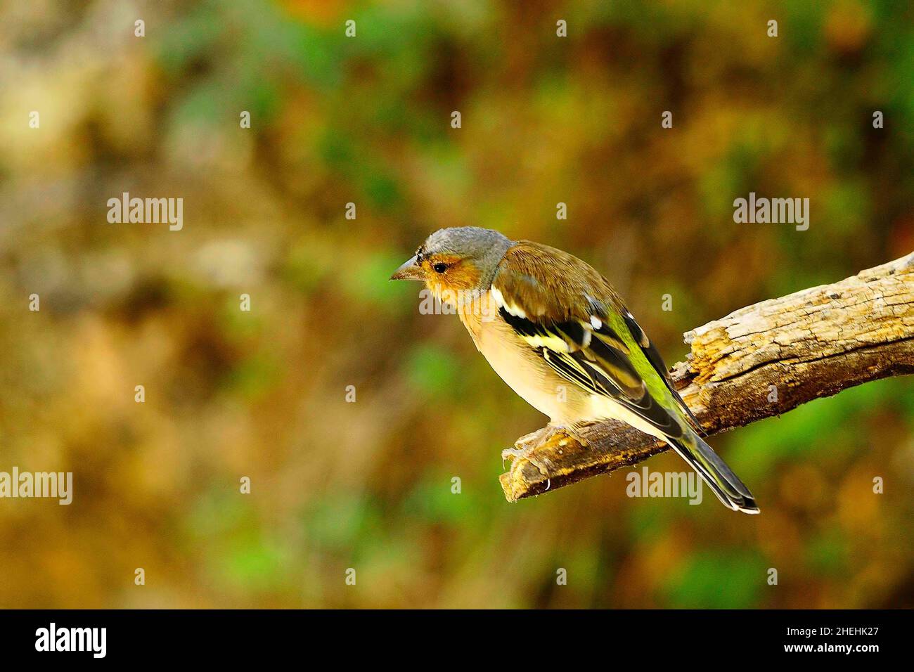 The chaffinch is one of the most common Passerines in Europe Stock ...