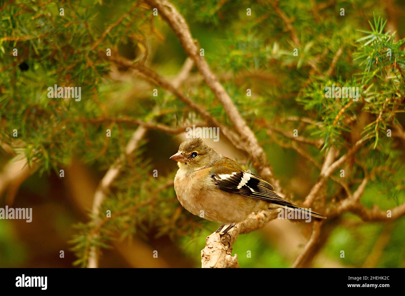 The chaffinch is one of the most common Passerines in Europe Stock ...