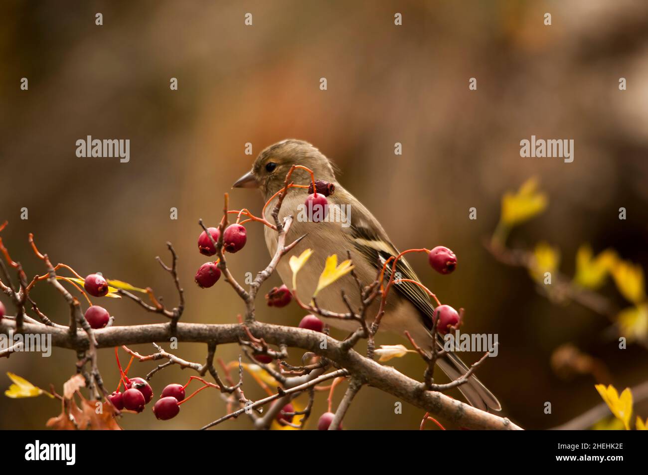 The chaffinch is one of the most common Passerines in Europe Stock ...