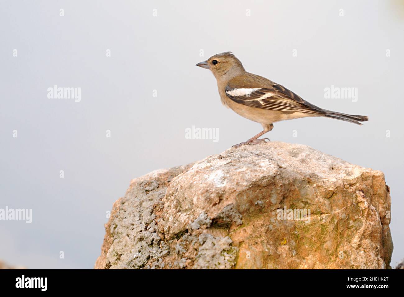 The chaffinch is one of the most common Passerines in Europe Stock ...