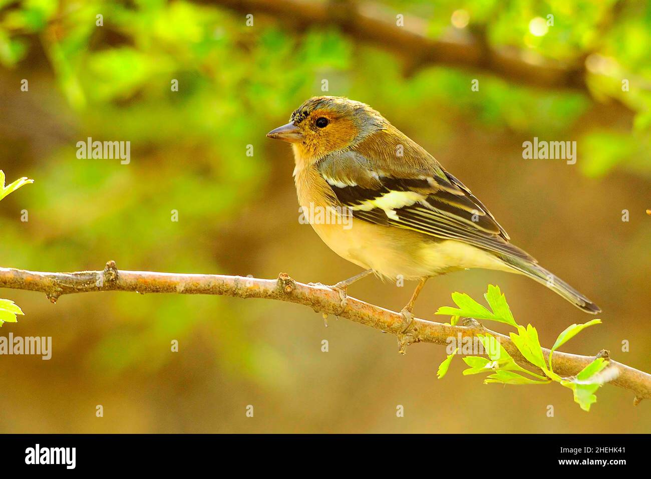 The chaffinch is one of the most common Passerines in Europe Stock ...