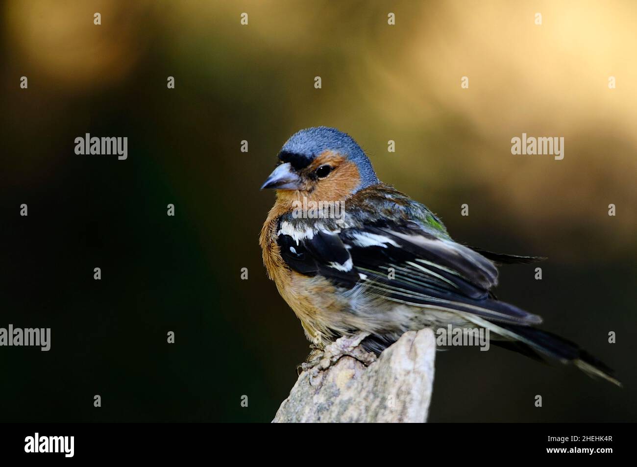 The chaffinch is one of the most common Passerines in Europe Stock ...