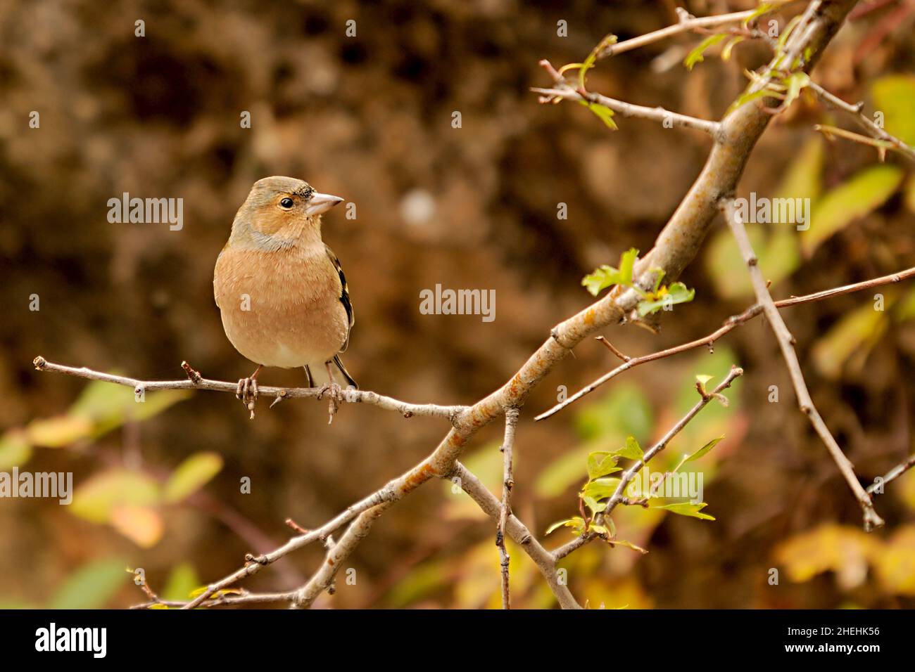 The chaffinch is one of the most common Passerines in Europe Stock ...