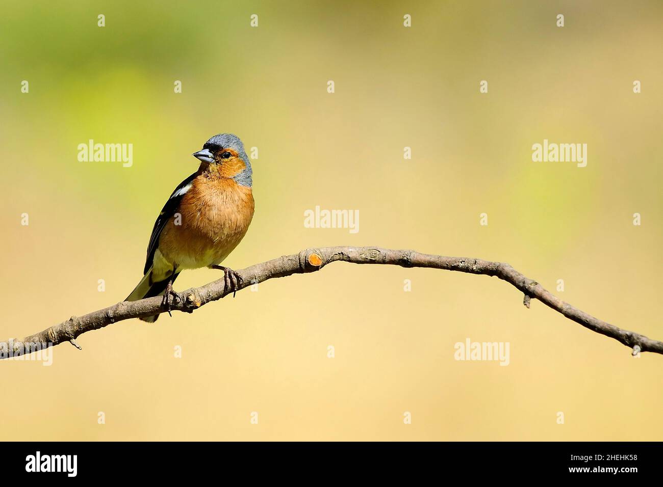 The chaffinch is one of the most common Passerines in Europe Stock ...