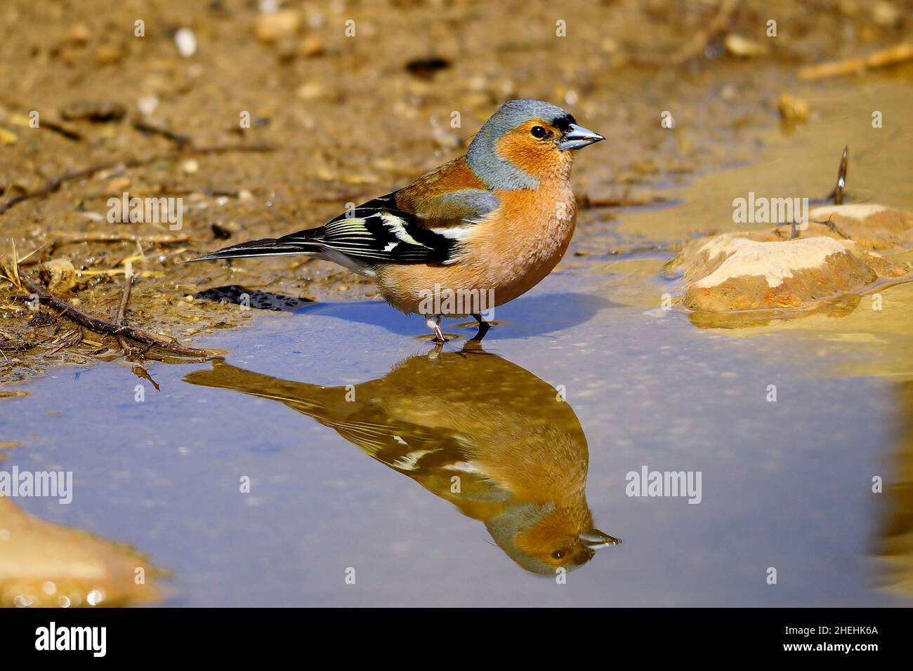 The chaffinch is one of the most common Passerines in Europe Stock ...