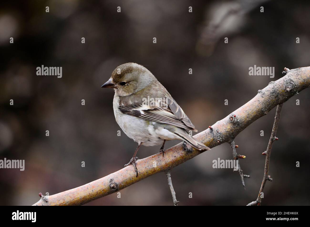 The chaffinch is one of the most common Passerines in Europe Stock ...