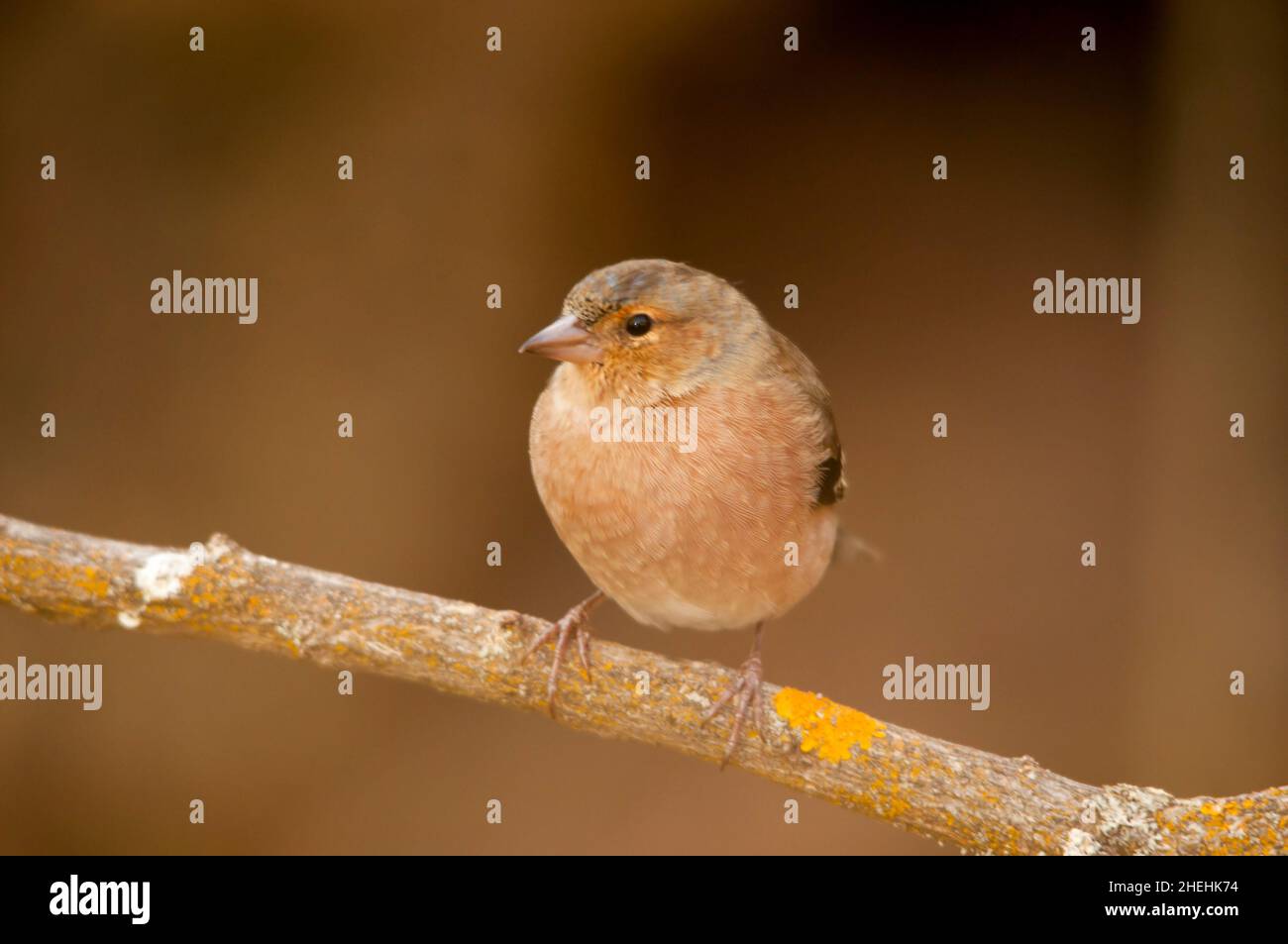The chaffinch is one of the most common Passerines in Europe Stock ...