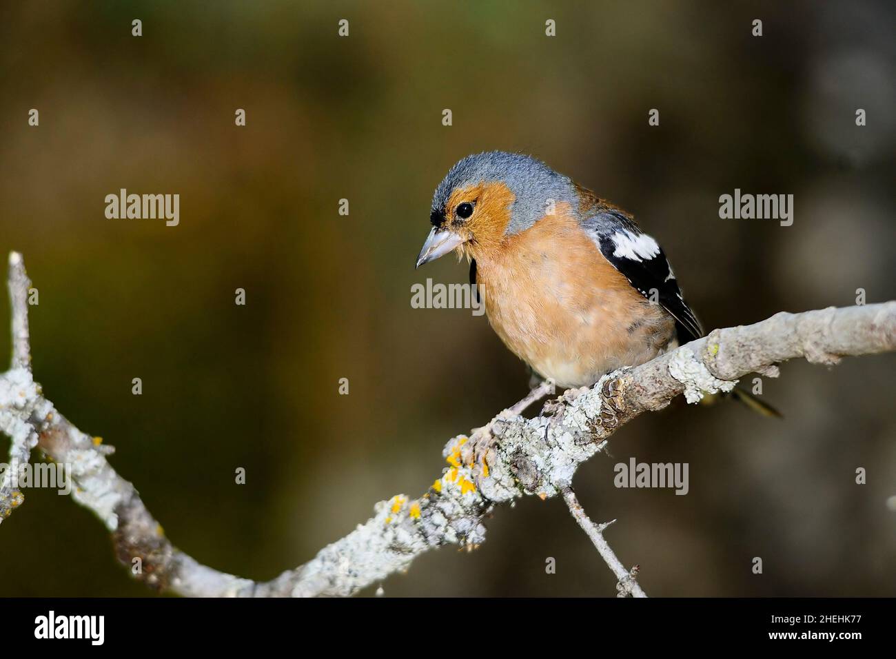 The chaffinch is one of the most common Passerines in Europe Stock ...
