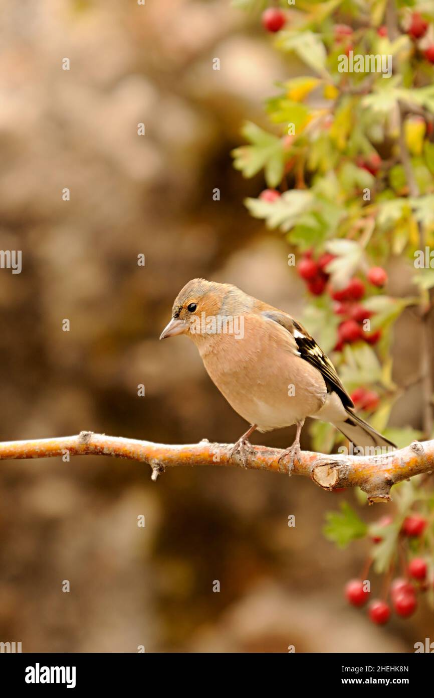 The chaffinch is one of the most common Passerines in Europe Stock ...