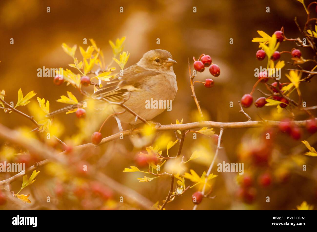 The chaffinch is one of the most common Passerines in Europe Stock ...
