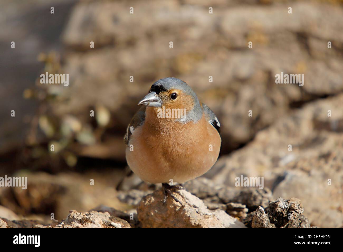The chaffinch is one of the most common Passerines in Europe Stock ...