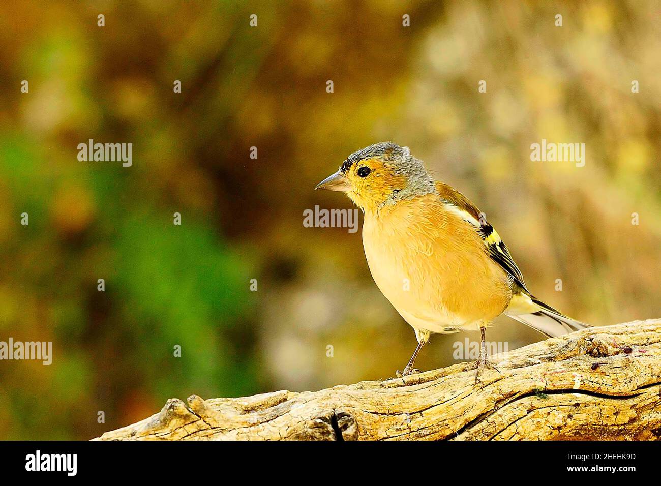 The chaffinch is one of the most common Passerines in Europe Stock ...