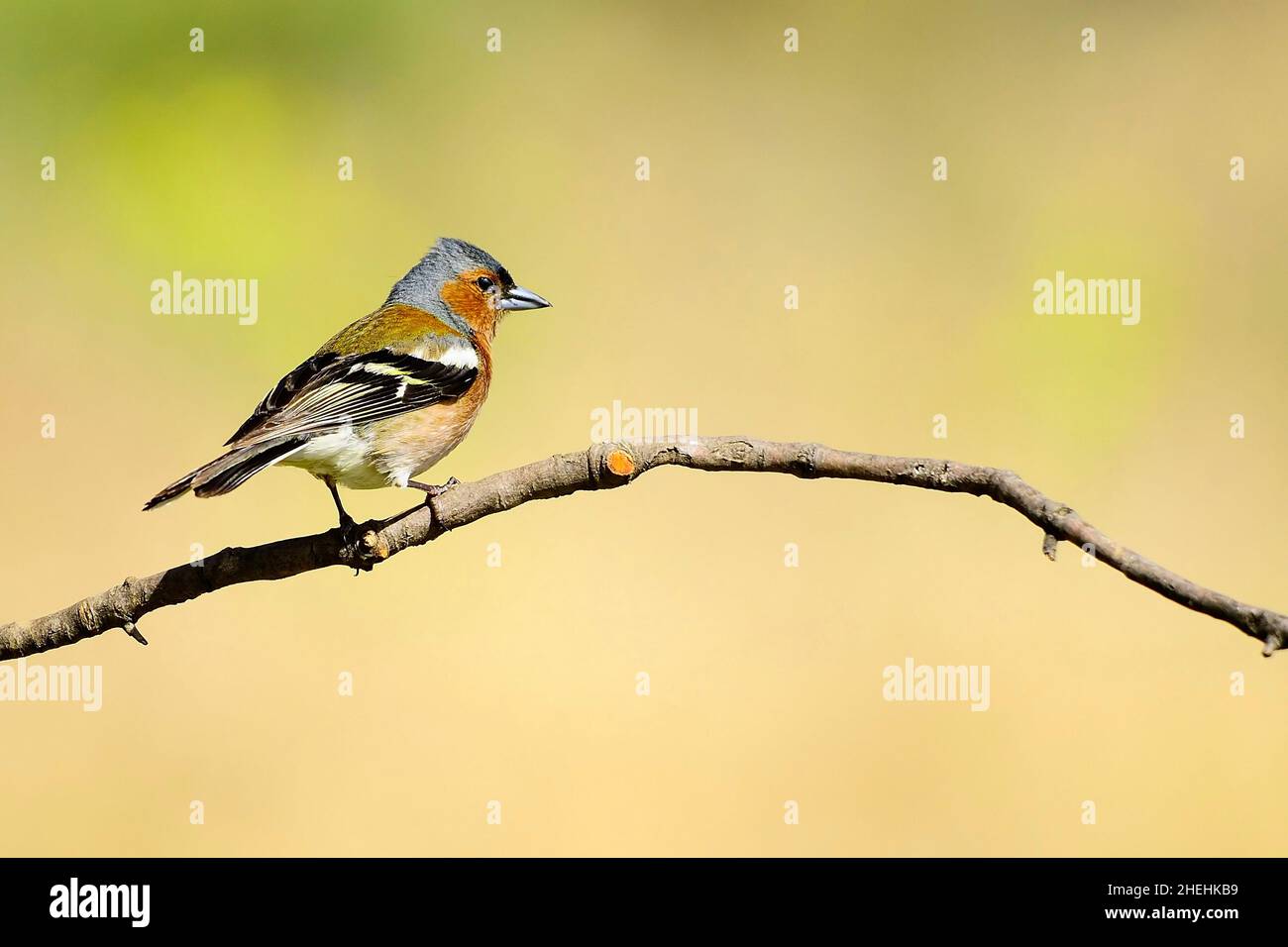 The chaffinch is one of the most common Passerines in Europe Stock ...