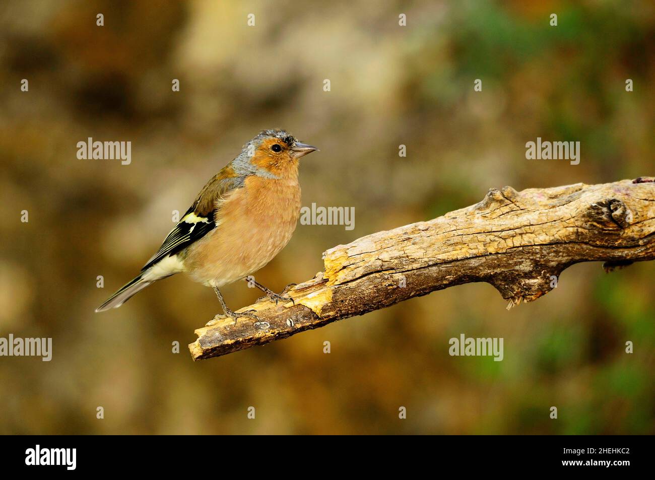 The chaffinch is one of the most common Passerines in Europe Stock ...