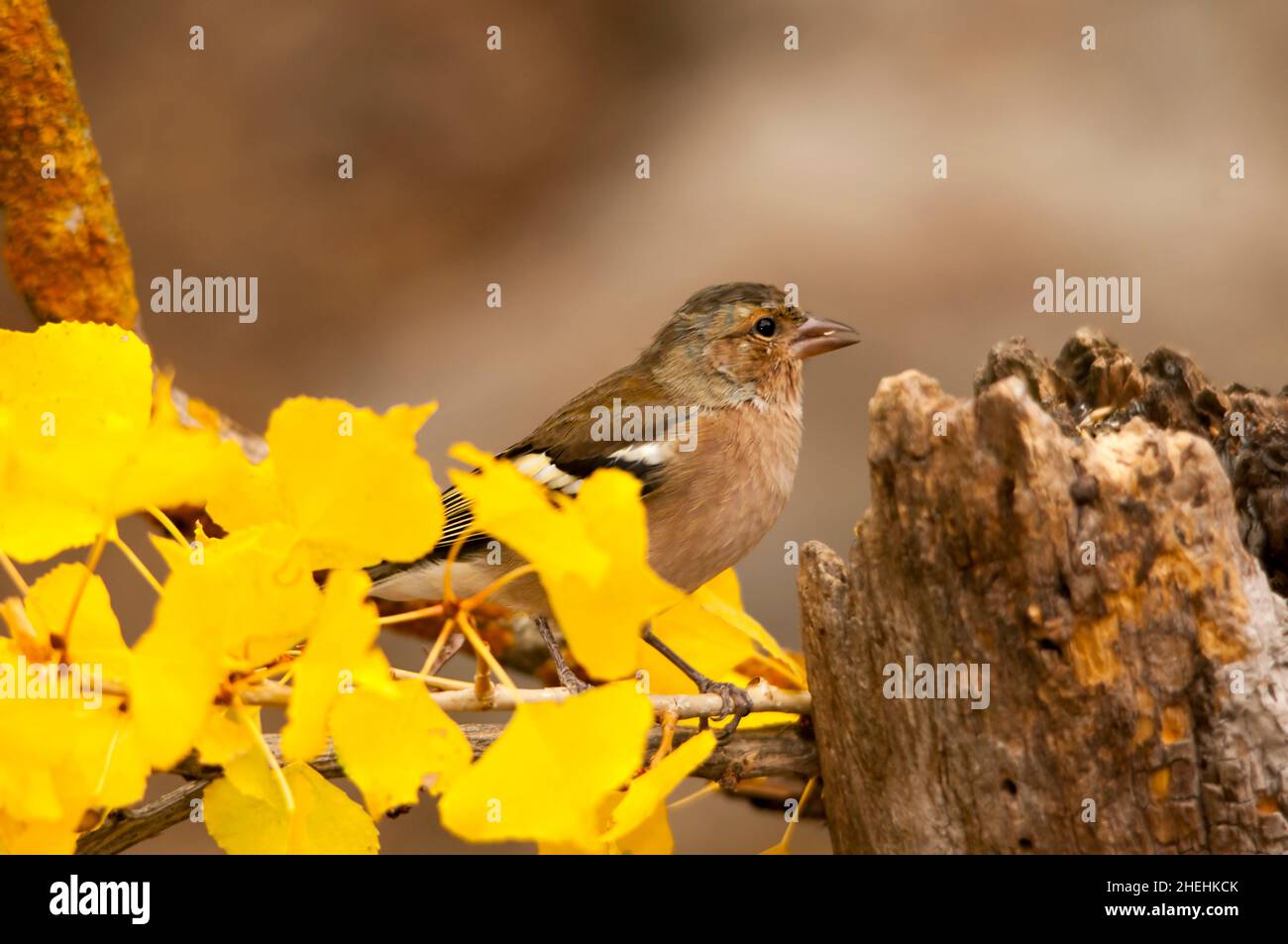 The chaffinch is one of the most common Passerines in Europe Stock ...